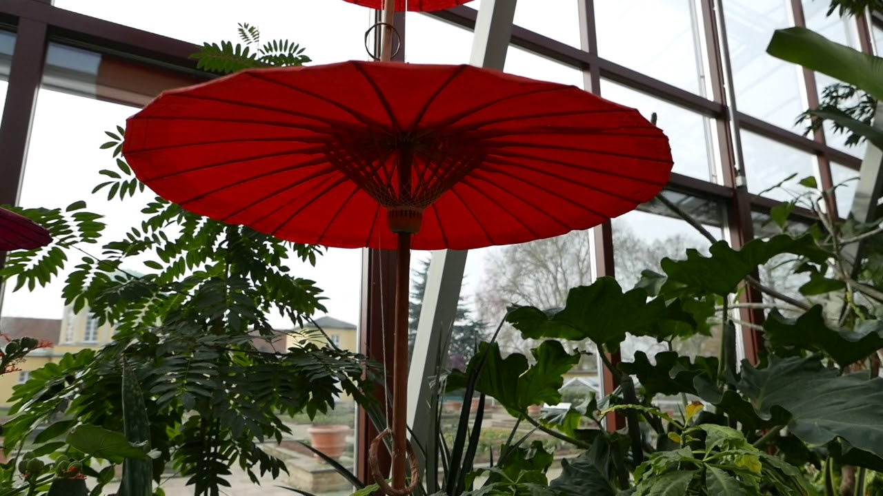 Hannover Berggarten in Herrenhauses Orchideen-Ausstellung "Farbenrausch ...