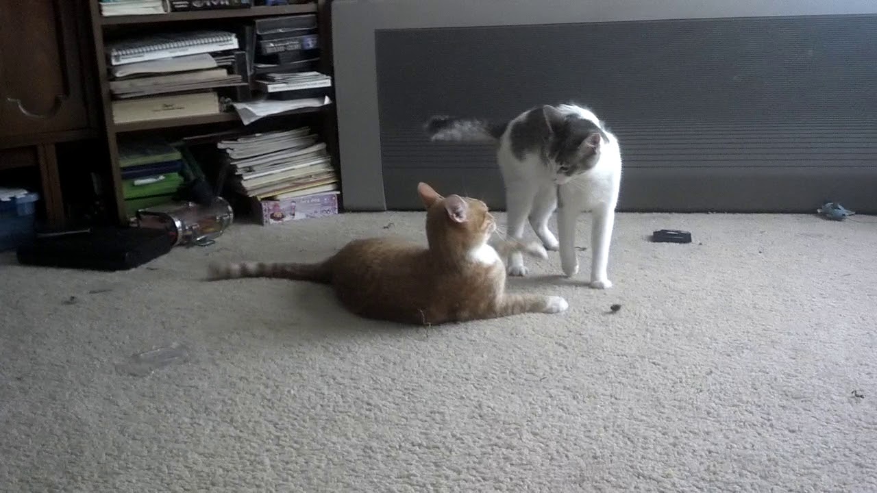 These 2 have always flirted with each other. Girl and boy friend cats ...