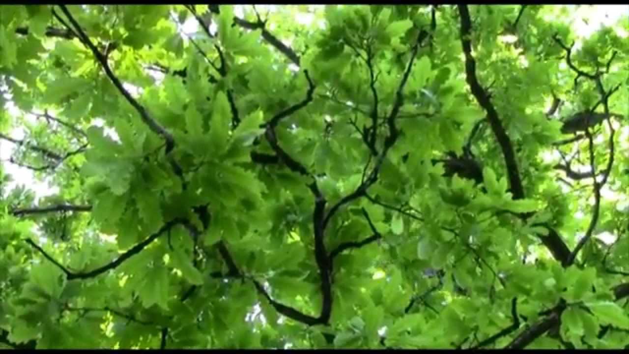 ŠUMSKE PTICE PEVAČICE - YouTube