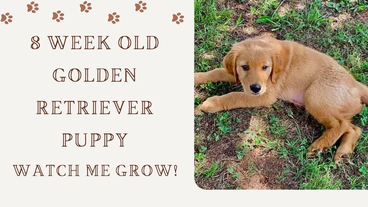 Adorable Golden Retriever Puppy At 8 Weeks Old | Puppy Training Tips ...