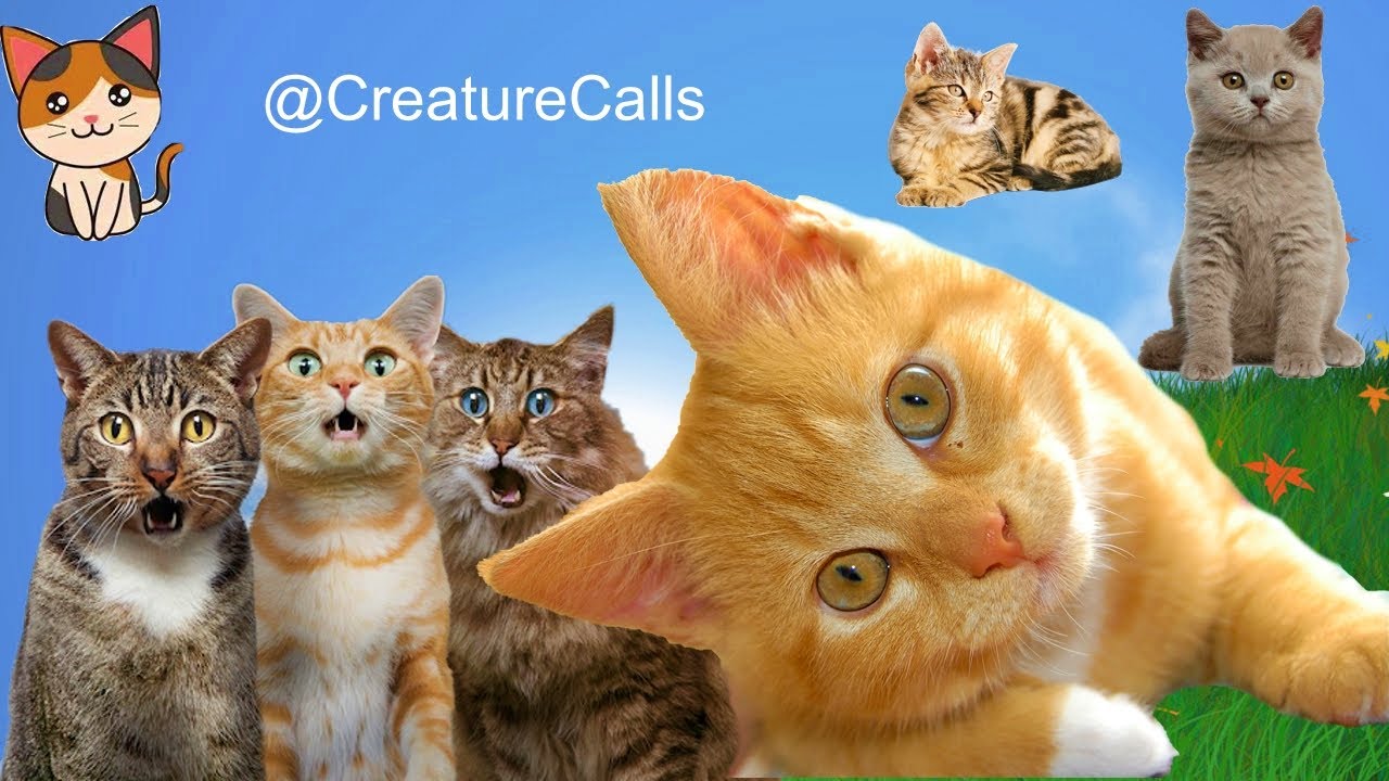 call of animals, sounds of cats, how cats meow, sounds of animals ...