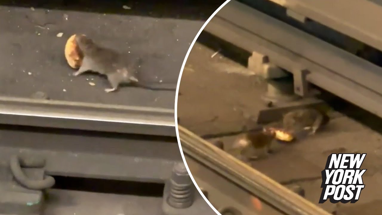 NYC rat drags doughnut across subway tracks to share with rodent date ...