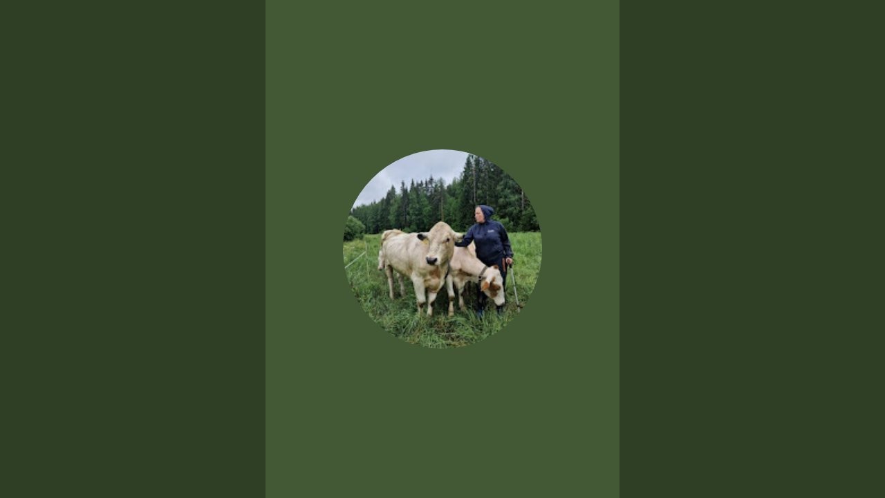 Barn live - Navettalive is streaming live! - YouTube