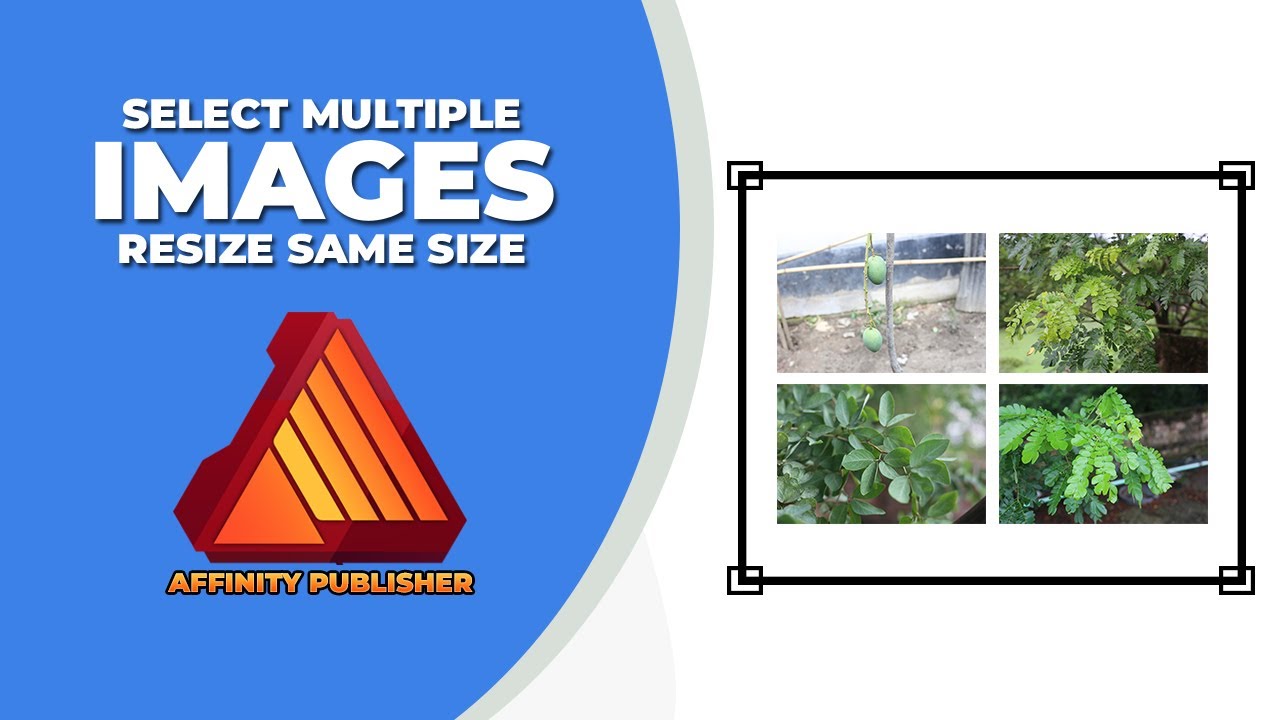 How to select multiple images in Affinity publisher and resize same ...
