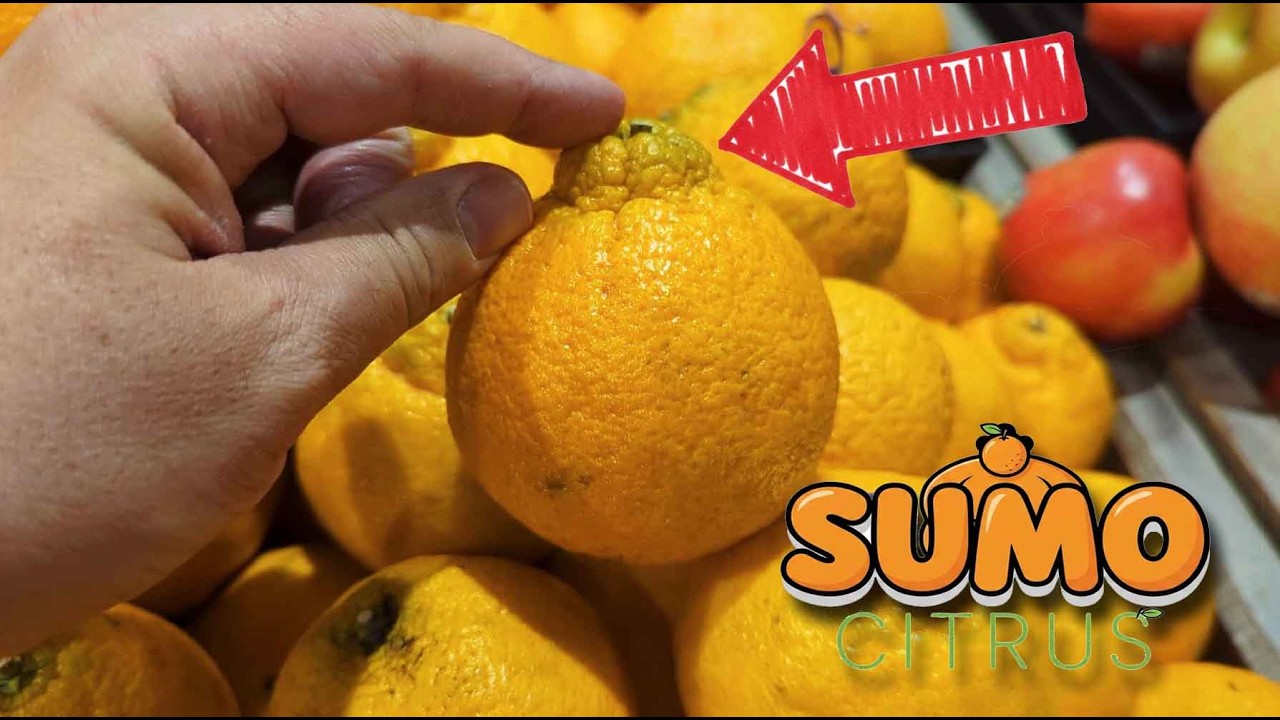 How to choose a perfect SUMO CITRUS! My easy 3-step method. - YouTube