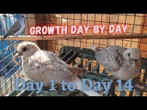 Diamond Dove Life Cycle | Diamond Dove First 14days | Diamond Doves Day ...