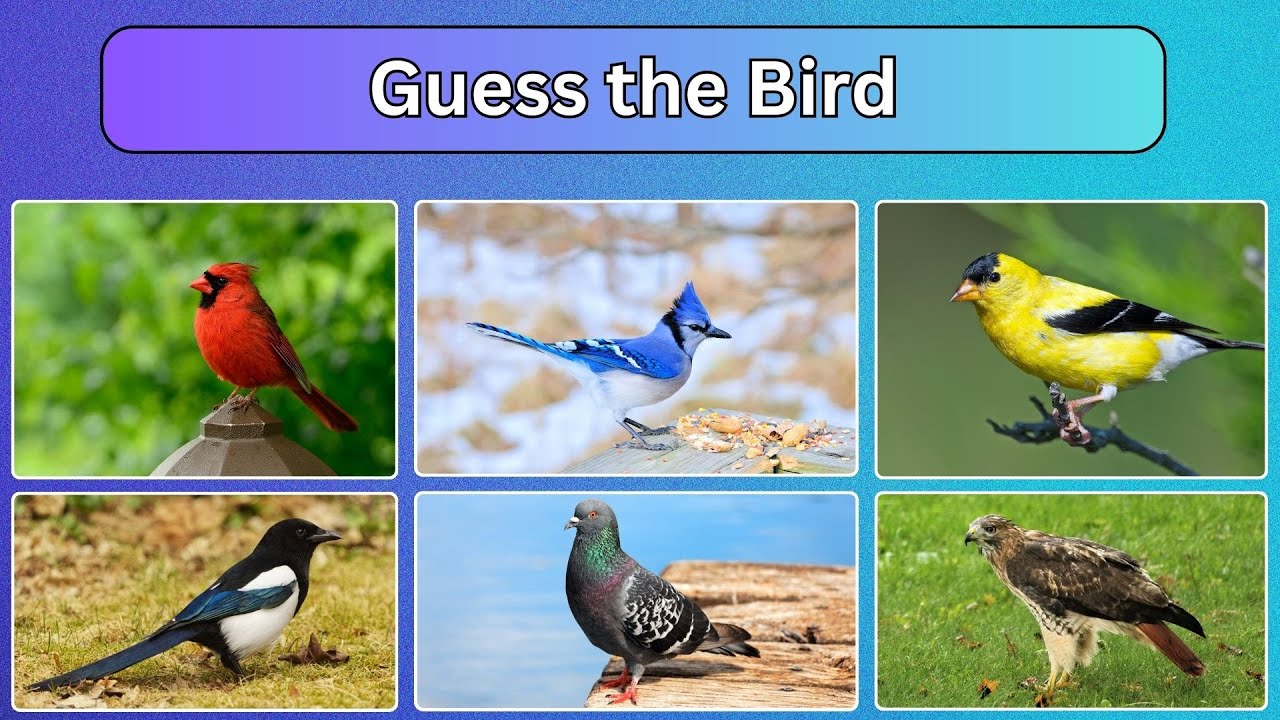 Guess The 30 Bird By Picture || Bird Quiz || Quiz || Bird || Rawal Quiz ...