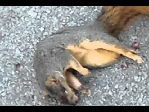 Another Squirrel Gets Hit By A Car - YouTube