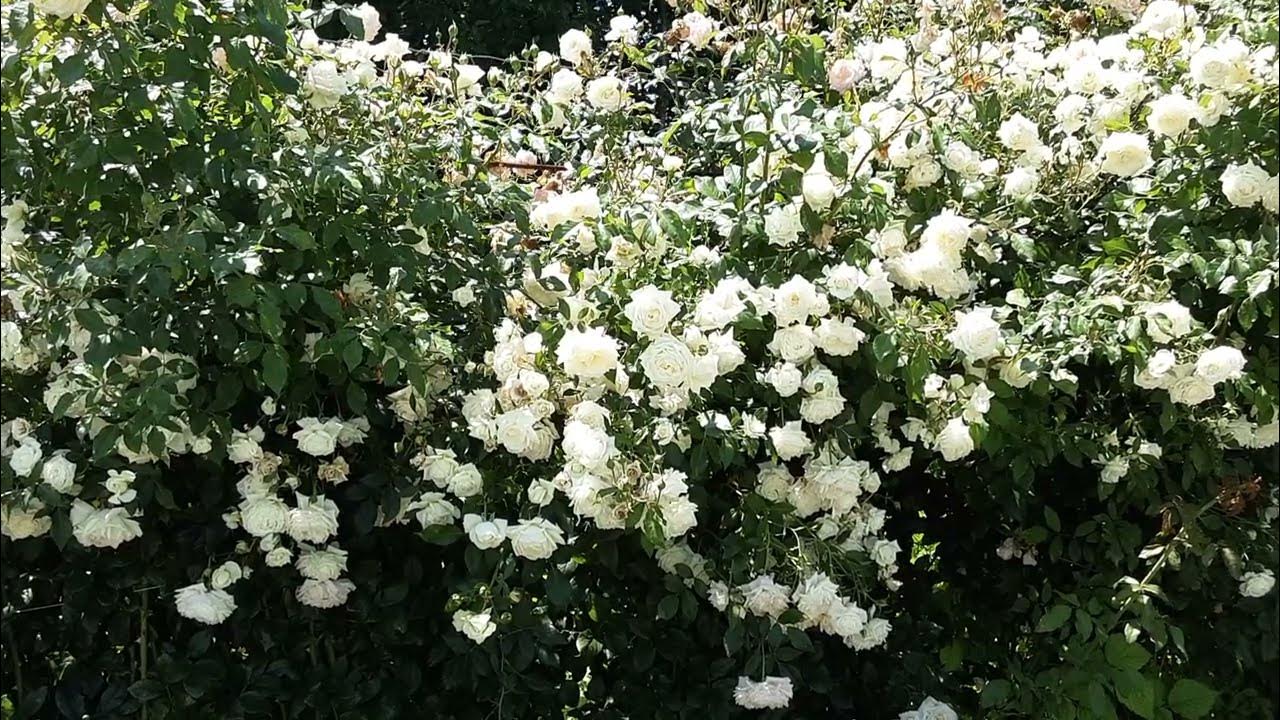 Роза Аляска, белая , плетистая, лучшая .Питомник роз Полины Козловой ...