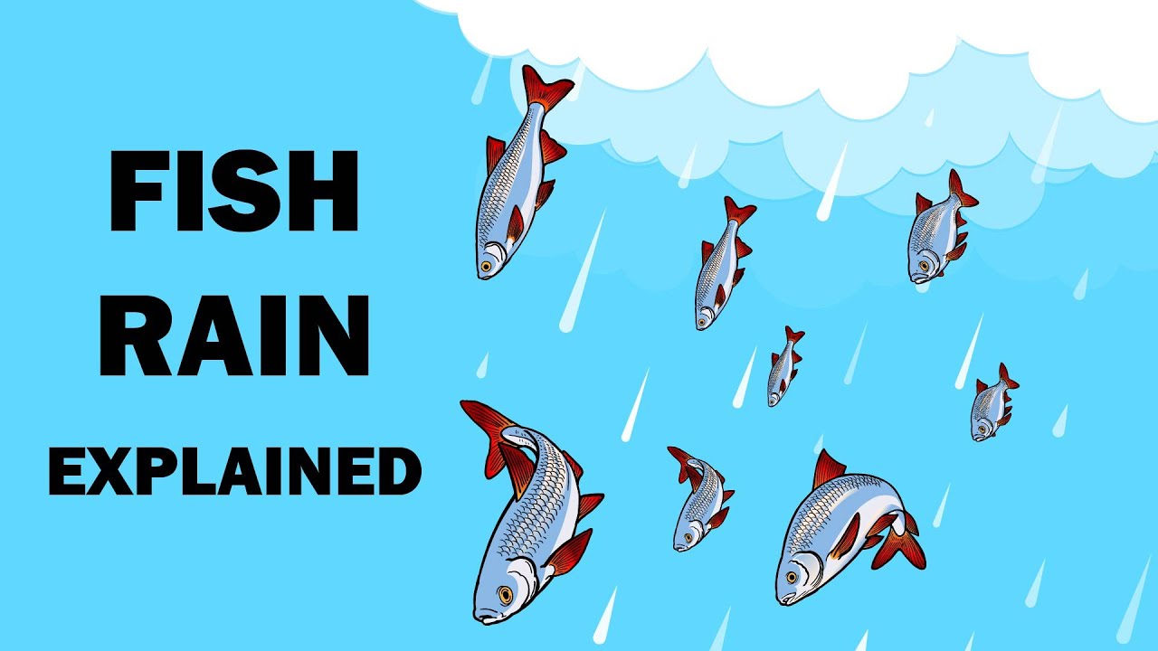 Fish Rain explained in Hindi | Animal Rain explained - YouTube