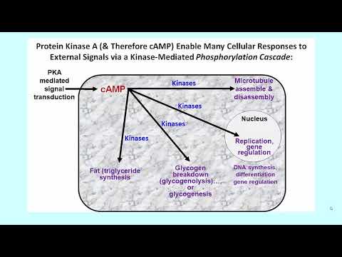 318-2 G Protein Activation of Protein Kinase C and Phospholipase C ...