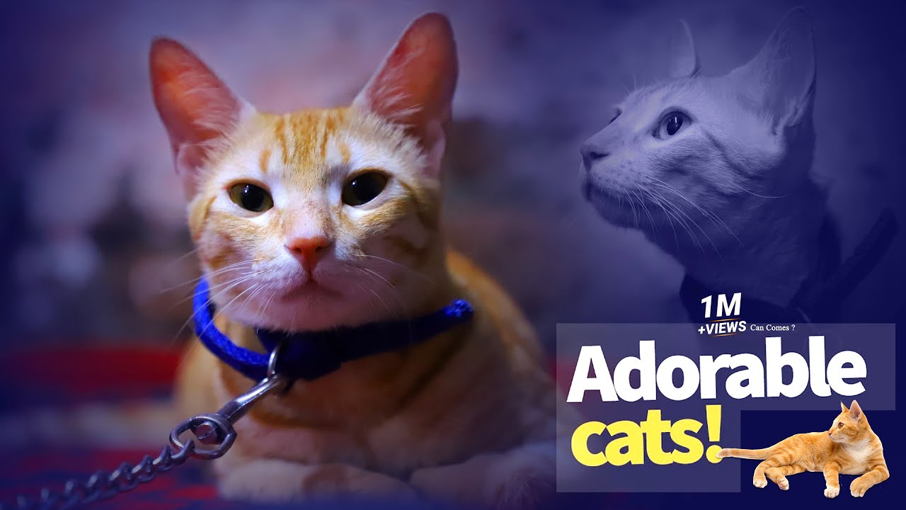 Cat Adorable Life - YouTube