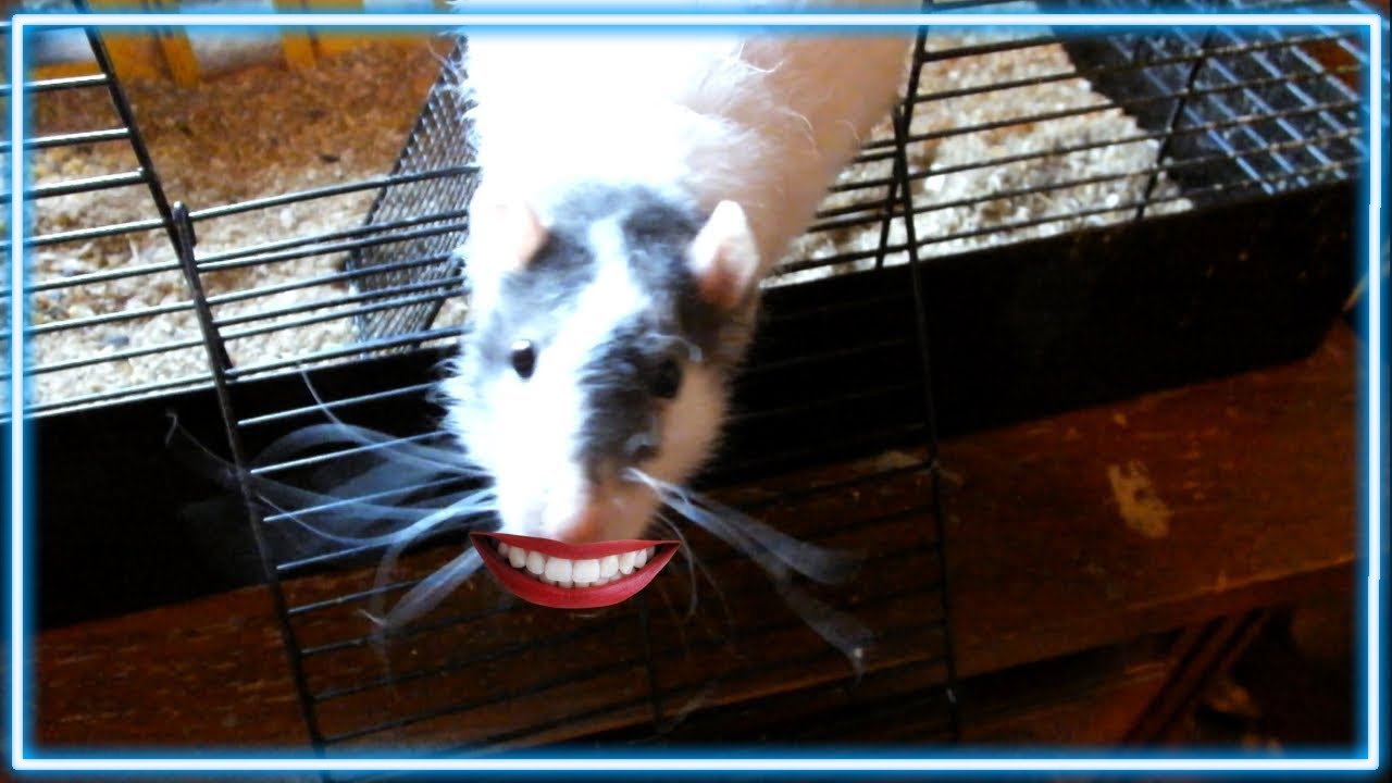 A Clean Rat is a Happy Rat! - YouTube