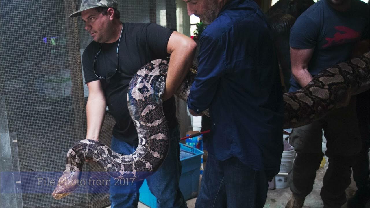 Goldie, the record breaking reticulated python at Skunk Ape Research ...