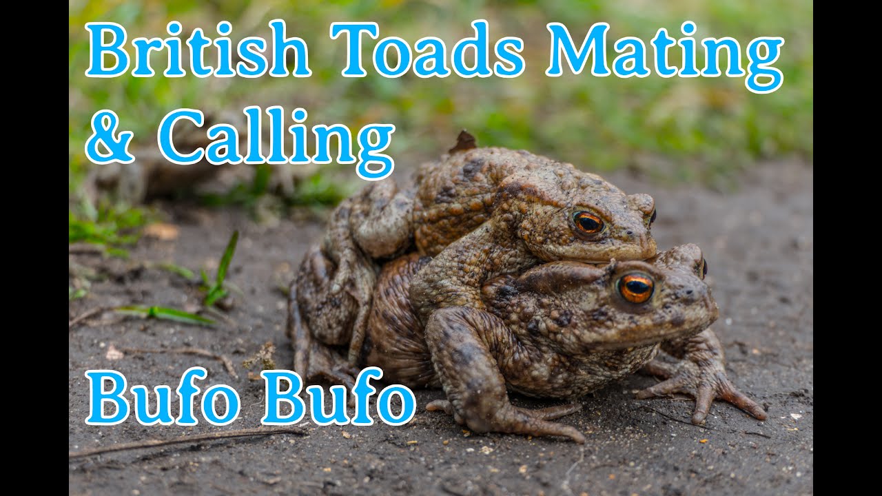 | British Toads Mating & Calling | Bufo Bufo 'Common Toad' in Spring ...