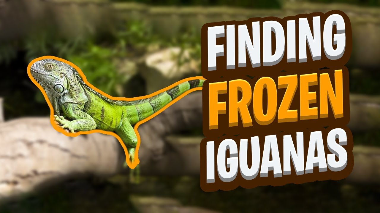 Frozen Iguanas - A Phenomenon To Florida | Cold Blooded Animals || Jack ...