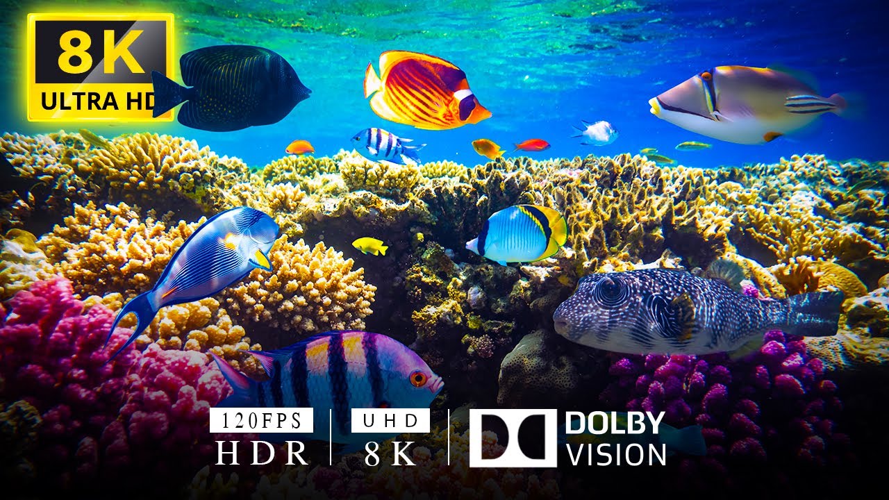THE OCEAN 8K ULTRA HD 120 FPS - MOST BEAUTIFUL CORAL REEFS AND UNDERSEA ...