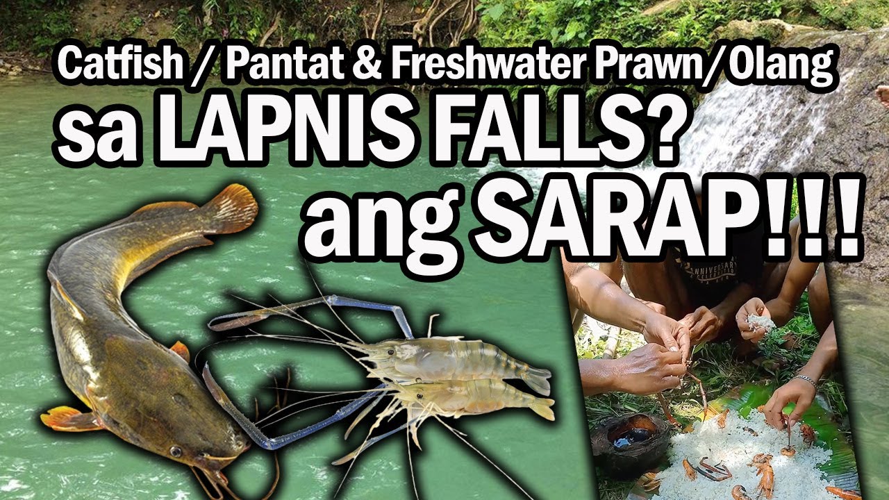 Catfish or Pantat & Freshwater Prawn or Olang sa SAPA? sobrang SARAP ...