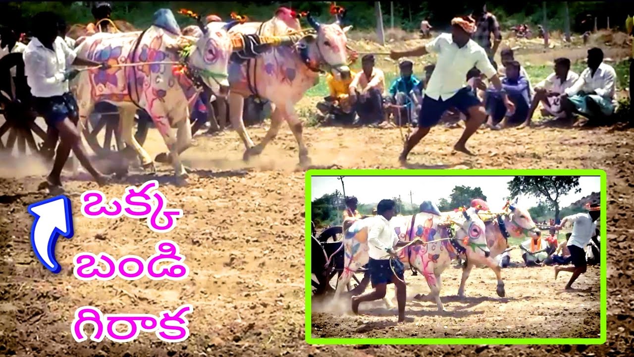 Indian bulls ఒక్క బండి గిరిక పోటీలు - YouTube