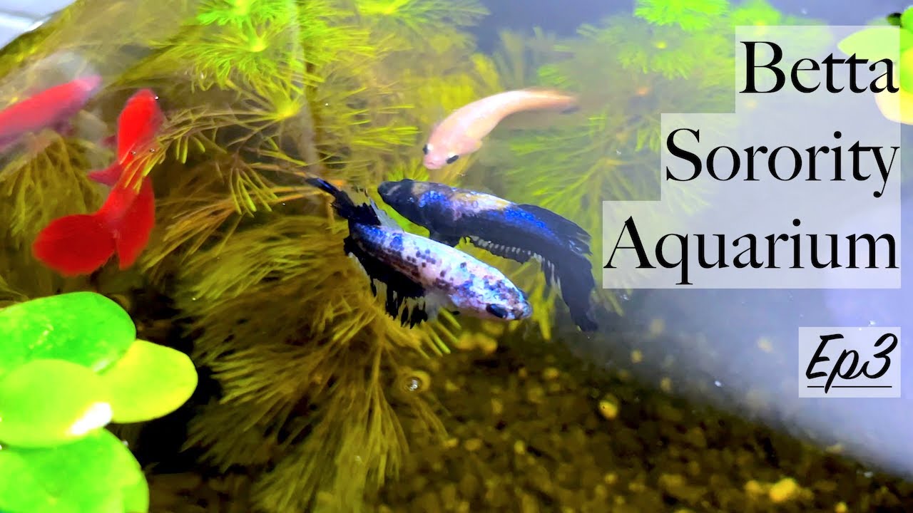 Betta Sorority Aquarium ep3: the hunger game - YouTube