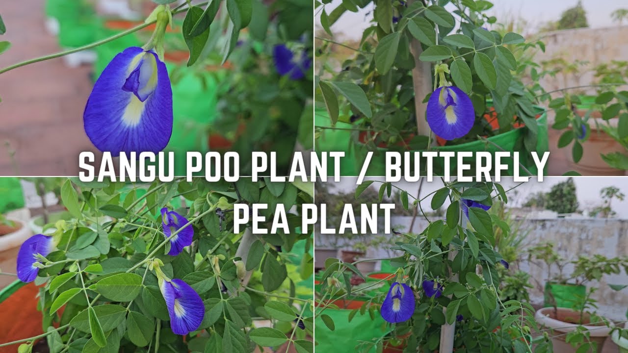 Discover the Magic of Butterfly Pea Plant / Sangu Poo Plant - YouTube