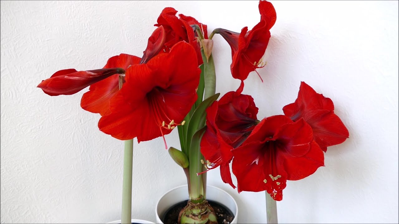 Amaryllis Bulbs In Full Bloom (2021 With Time Lapse) - YouTube