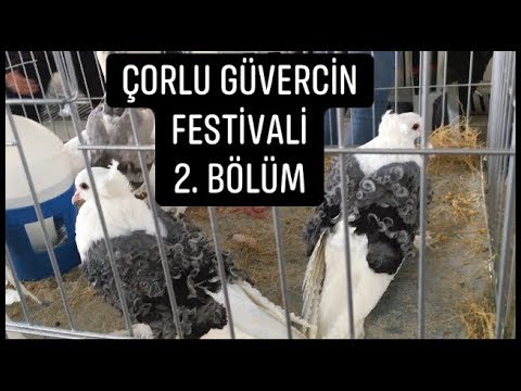 Güvercin Festivali Güvercin Mezatı Çorlu Güvercin Festivali 2. Bölüm