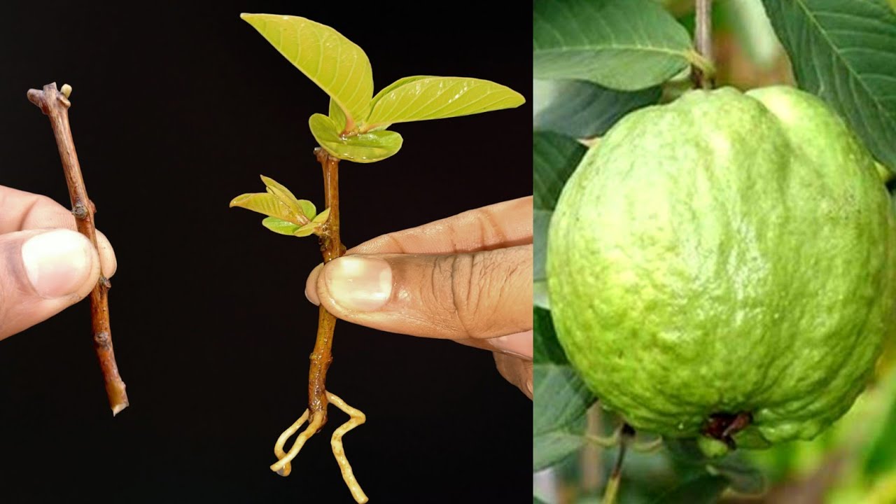 Best Method growing guava tree with Rooting Hormone - YouTube
