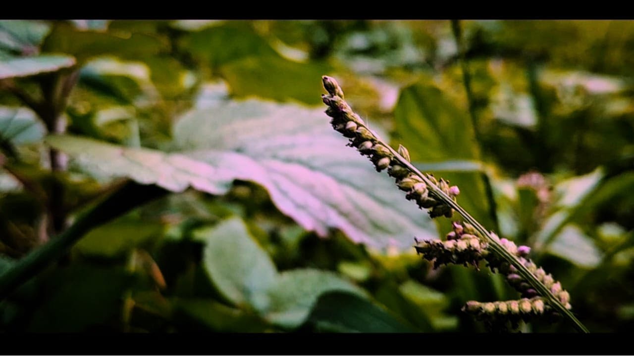 Nature Cinematic Video - a short nature video|| nature vlog. - YouTube