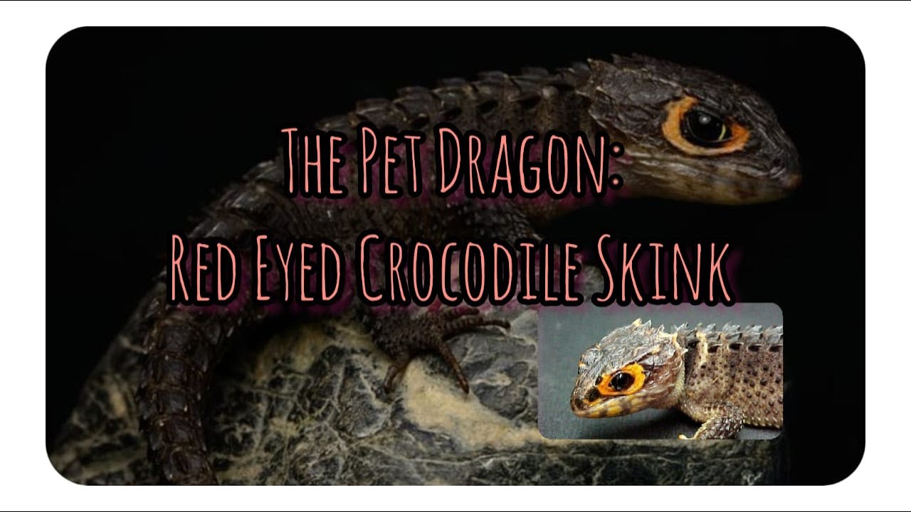 The Pet DRAGON: The Red Eyed Crocodile Skink, Unique, Exotic, Fun and ...