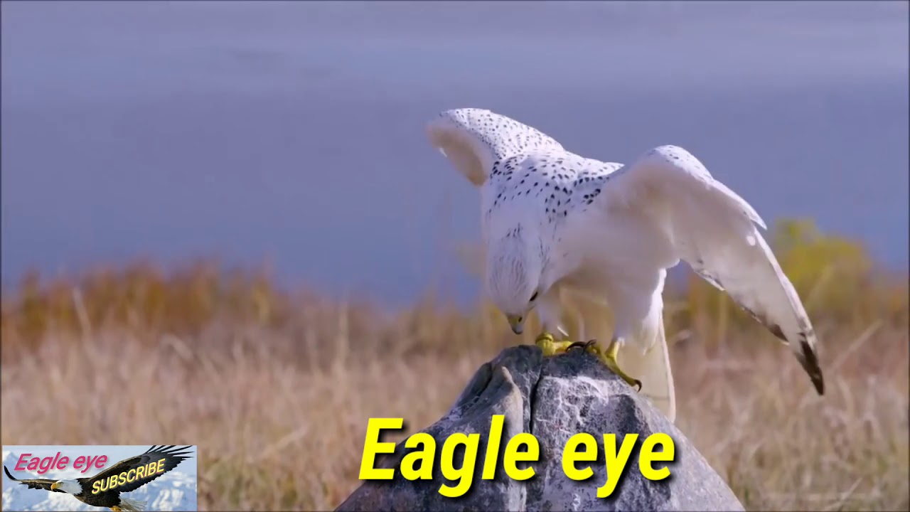 Eagle eye trailer - YouTube