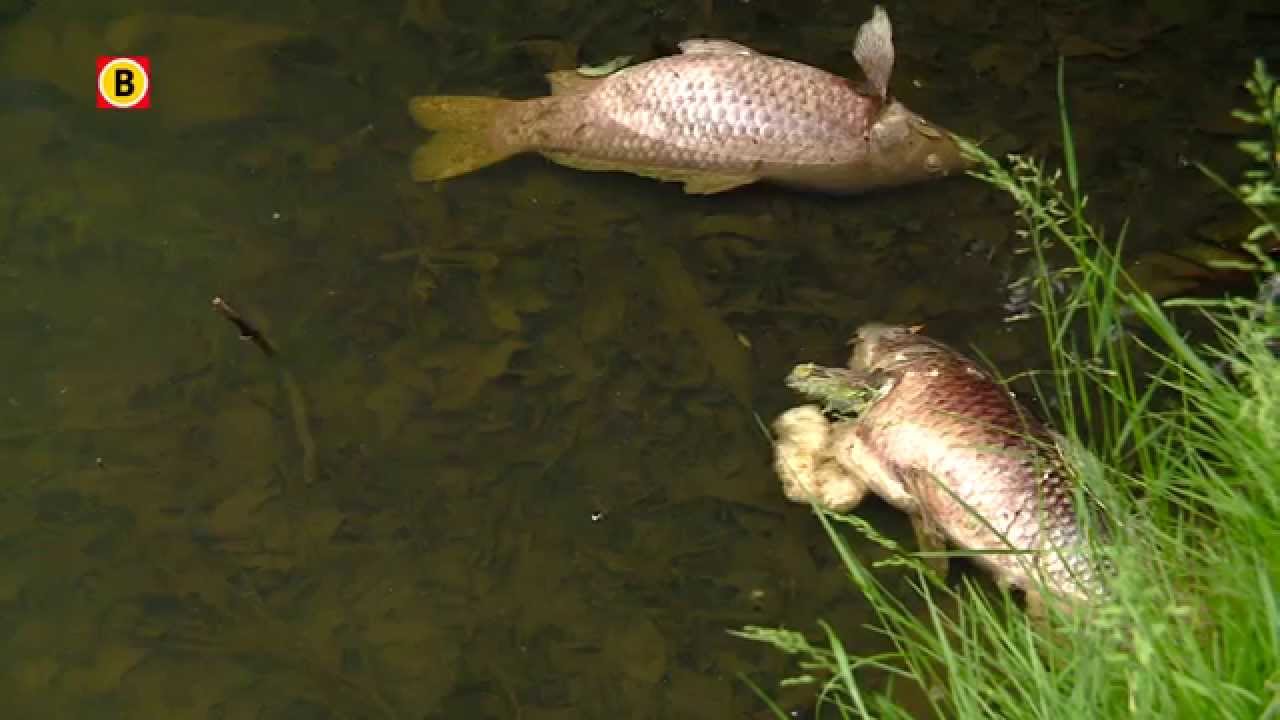 Dode vissen en eenden in vijver Stokhasseltlaan Tilburg - YouTube
