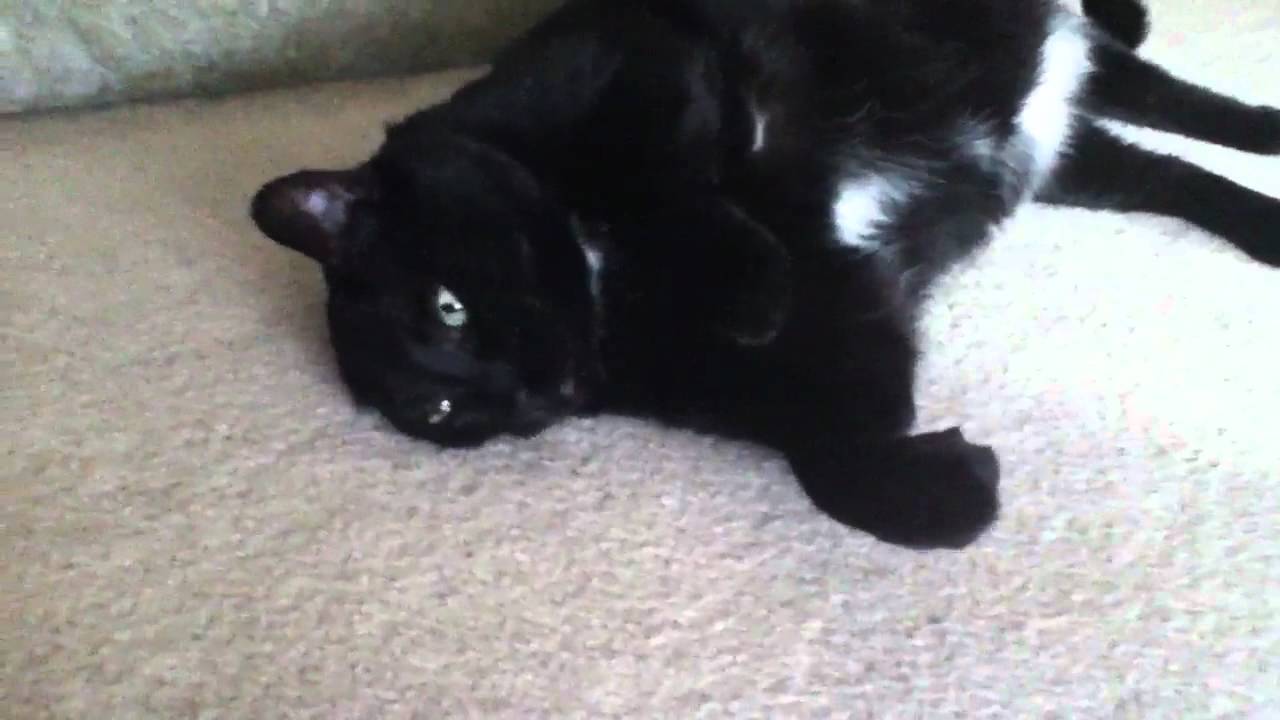 Asia the cat - YouTube