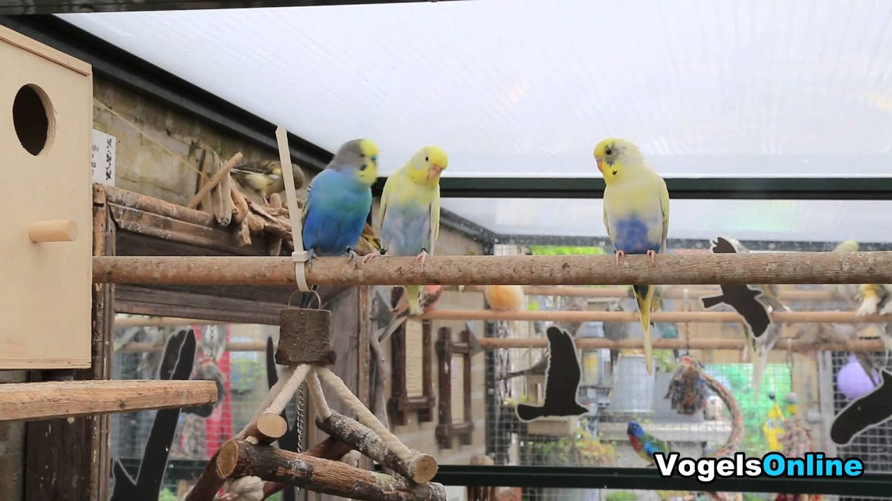 Grasparkietjes - Budgies [VogelsOnline] - YouTube