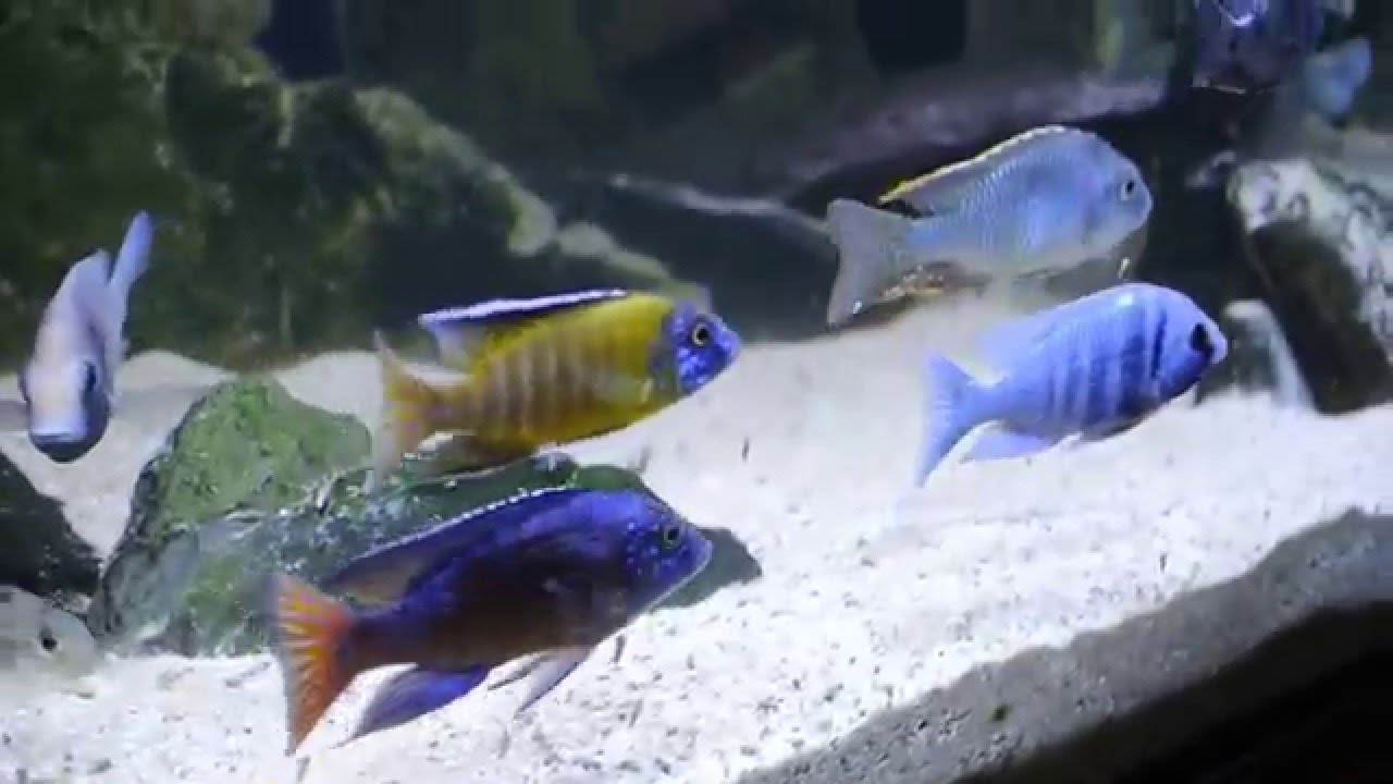 Lethrinops "sp. Chirwa" (possible Tramitichromis) - YouTube