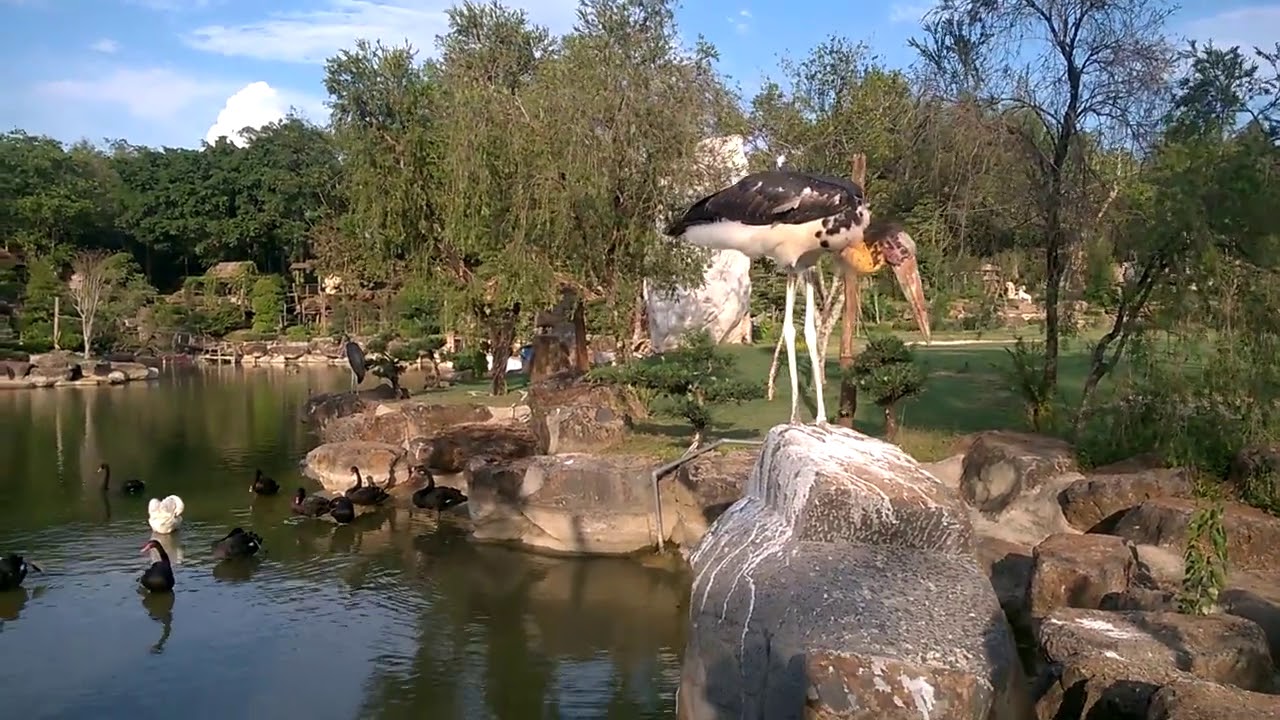 Ton's garden 12 - YouTube