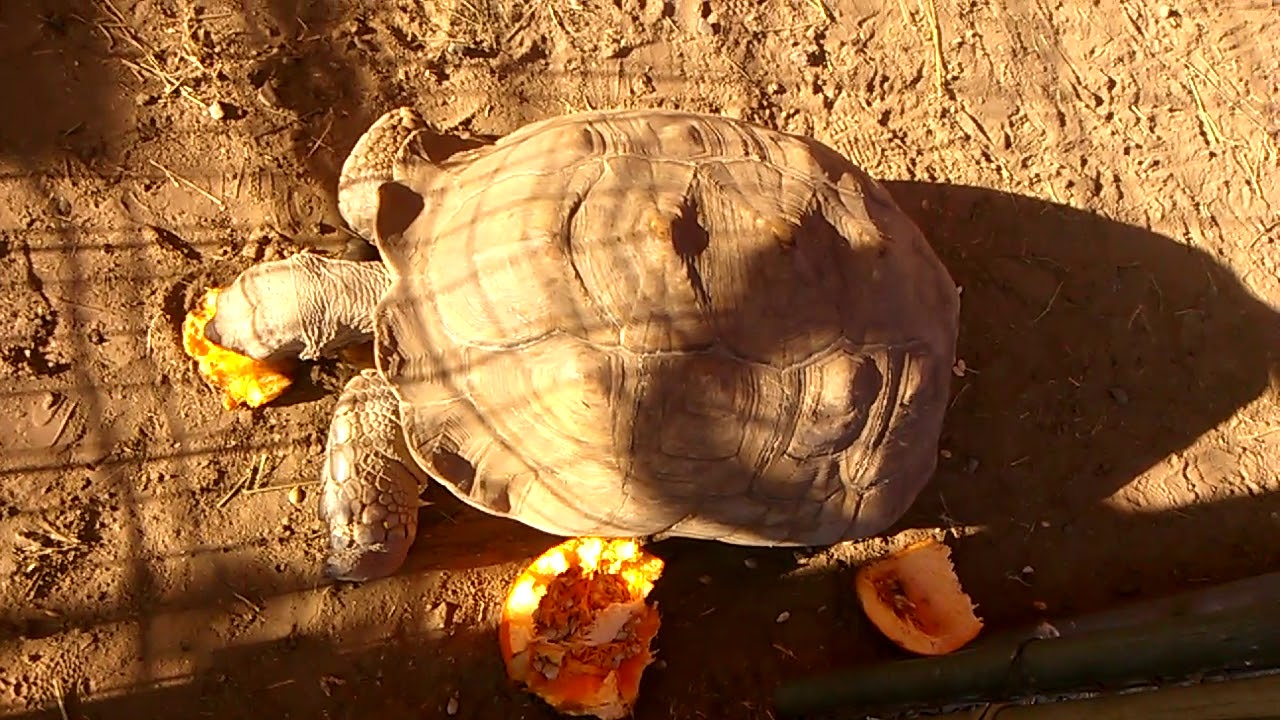 Watch this Super Hungry Giant Turtle Eat - YouTube