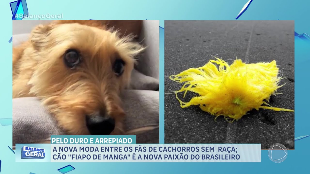 Pelo duro e arrepiado: cão "fiapo de manga" é a nova paixão dos ...