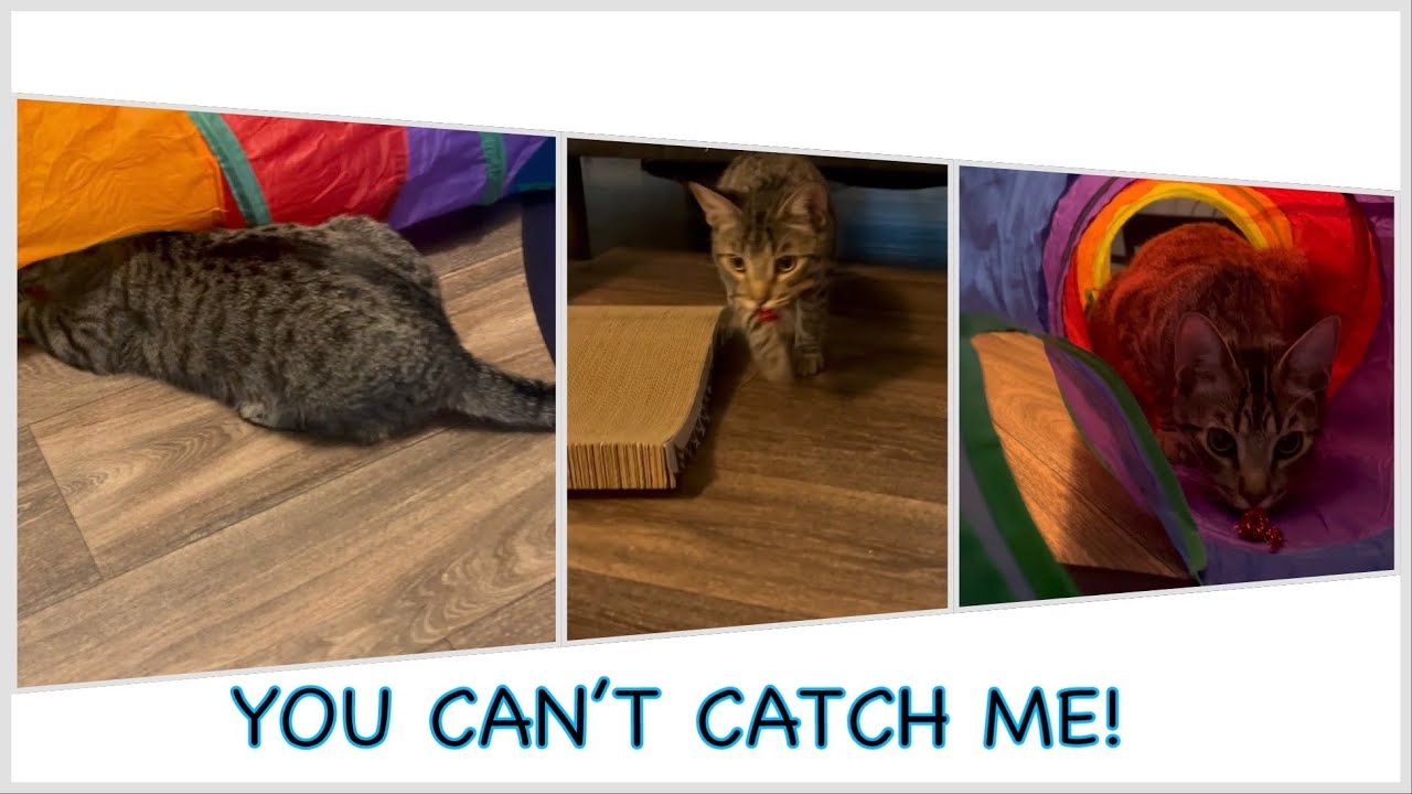 Vroom Vroom Zoom Zoom Kitty!! - YouTube