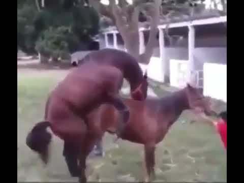 Kuda kawin 8 ronde sampai pingsan