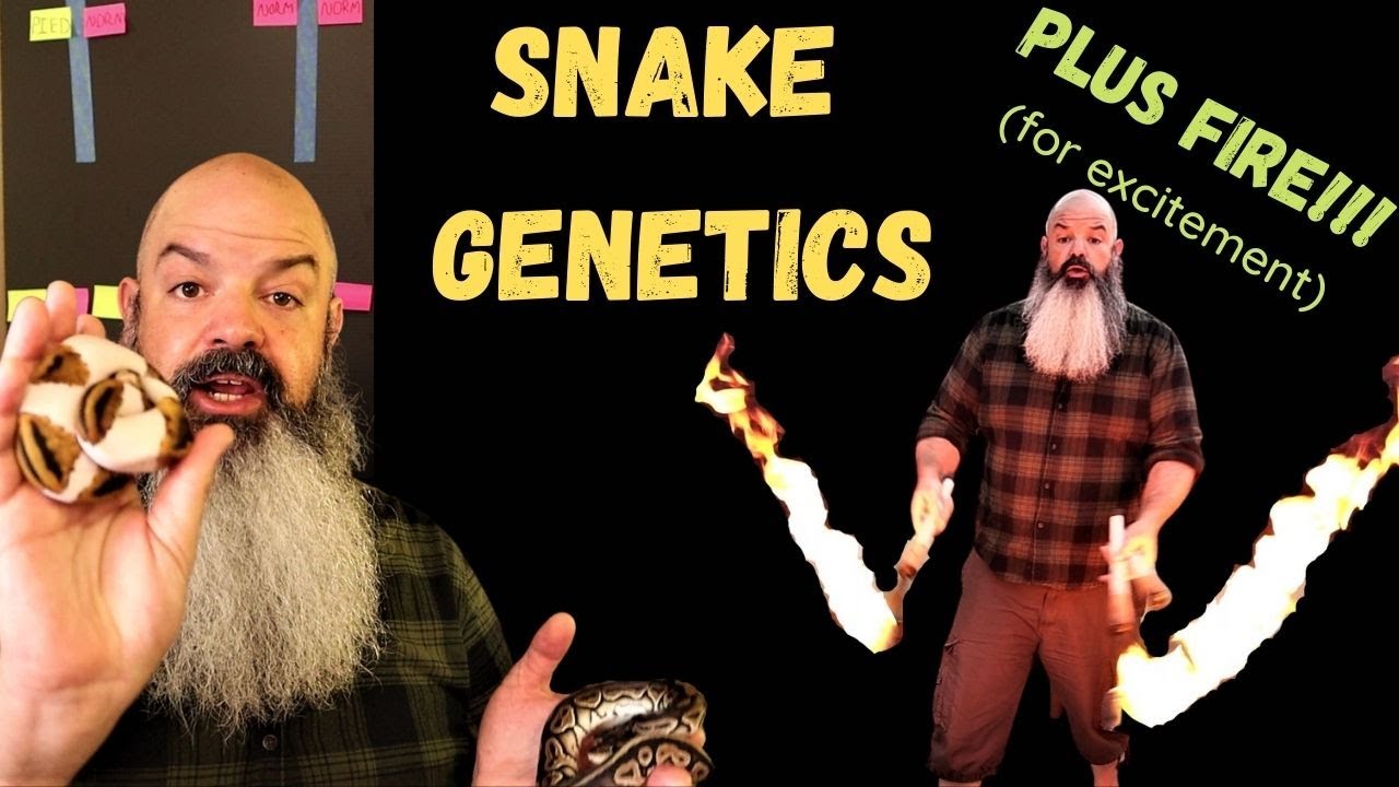 Recessive Genes Explained + Snake Unboxing! - YouTube