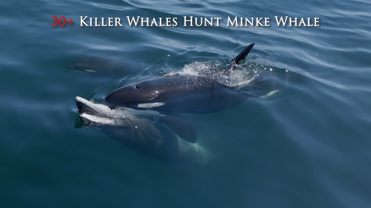 30+ Killer Whales Work Together to Hunt Minke Whale - YouTube