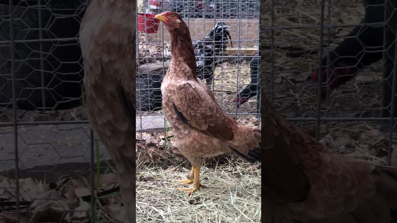 Pure Bobby Boles Asil Hen direct from HKP game farm 1-512-905-2005 ...