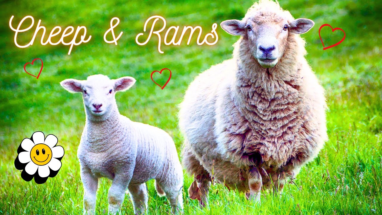 Cheep 🐑 Rams 🐏 Cute animals 😘 Funny animals 😍 Animals - YouTube