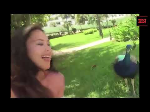 İnsanları Korkutan En Komik ve Sevimli Kedi Köpek ve Tüm Hayvanlar / Gülmemeye Çalış