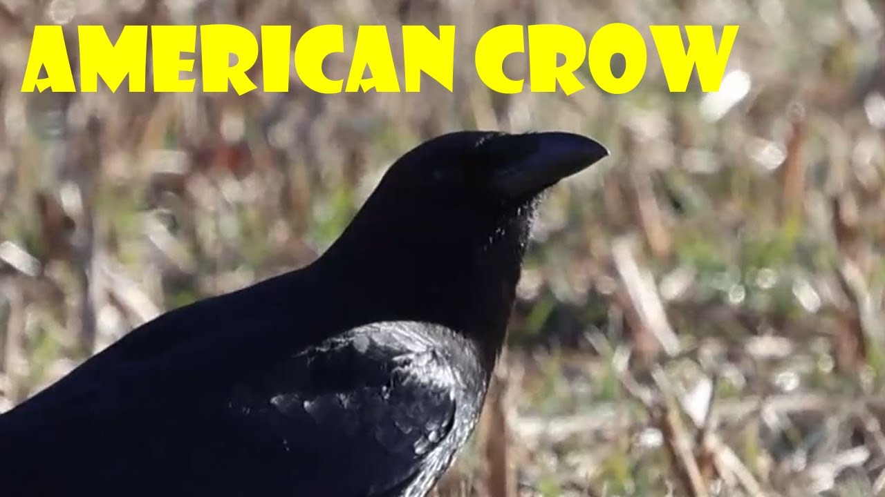 American Crow Foraging in a Field - YouTube