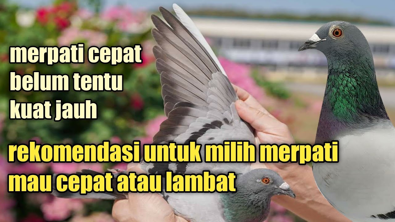 perbedaan sayap merpati cepat dan lambat‼️ - YouTube
