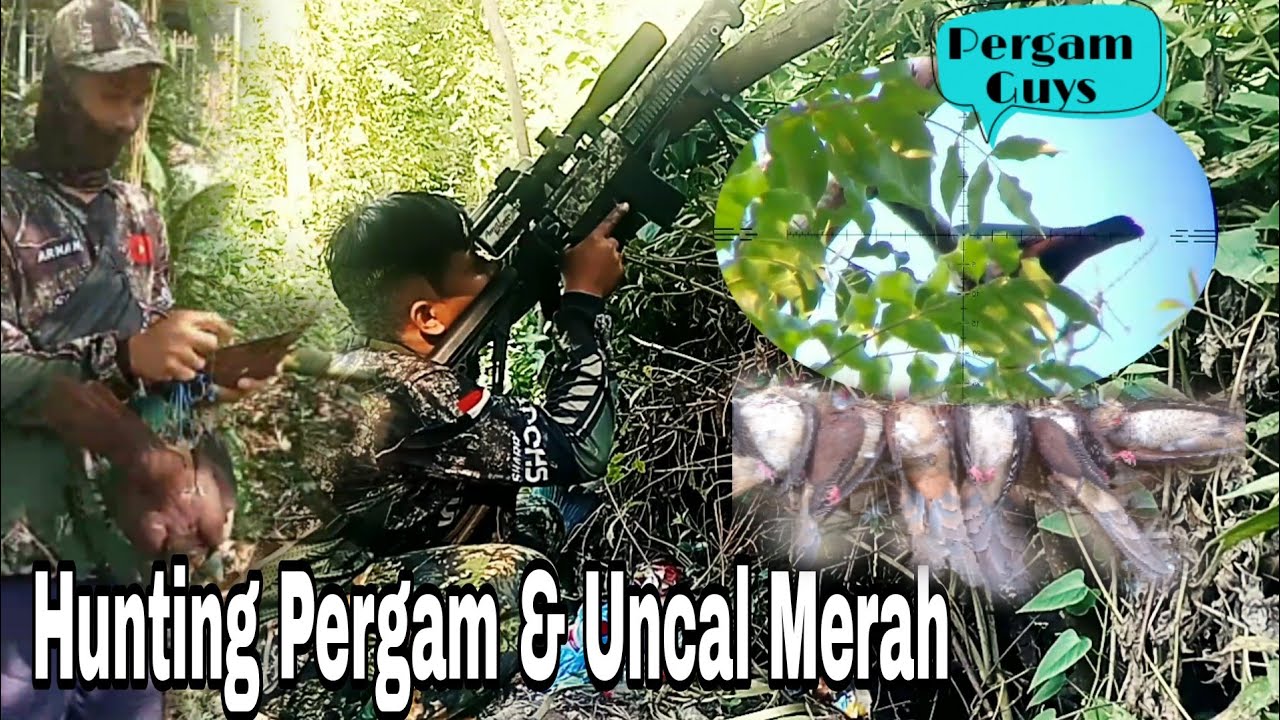 Hunting Pergam & Uncal merah #hunting #petualangan #hunter - YouTube