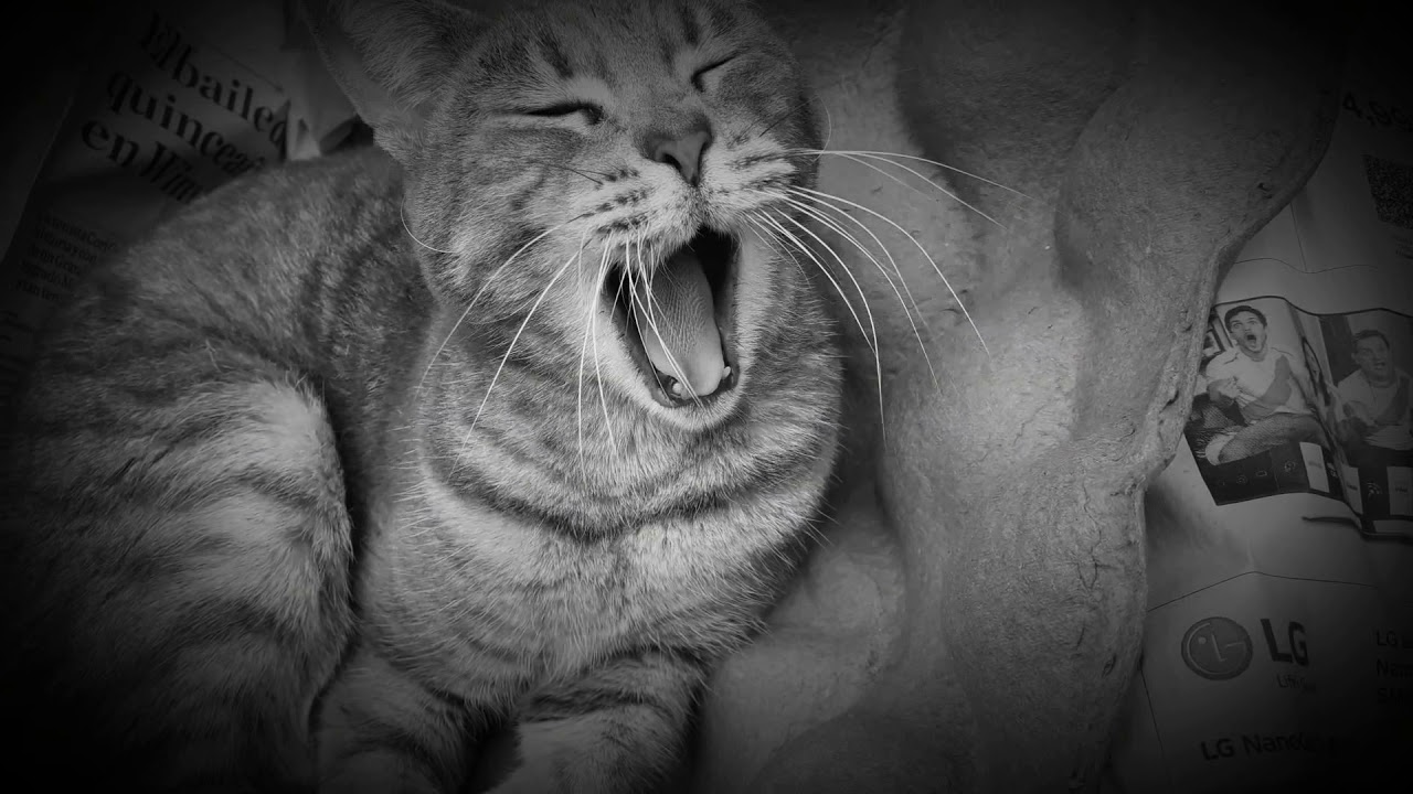 Gato despertando 😬😼🙈 - YouTube