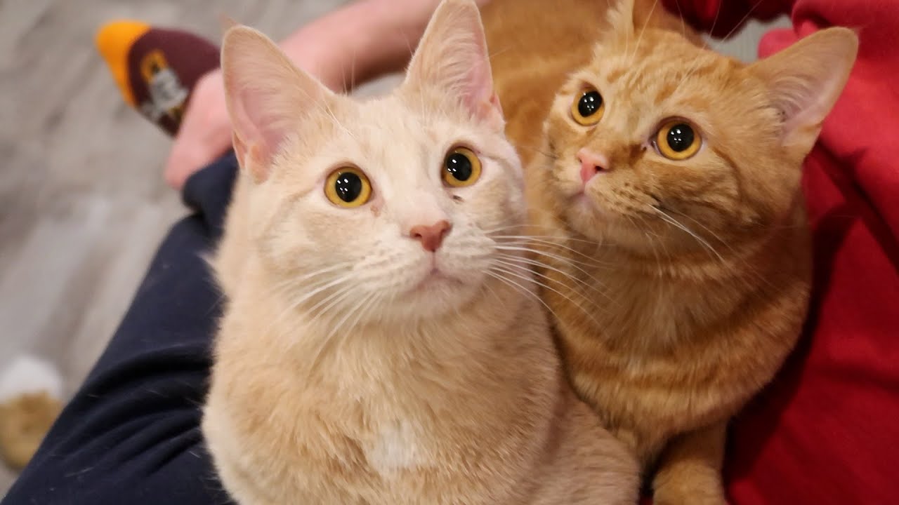 Never too many ginger cats - YouTube